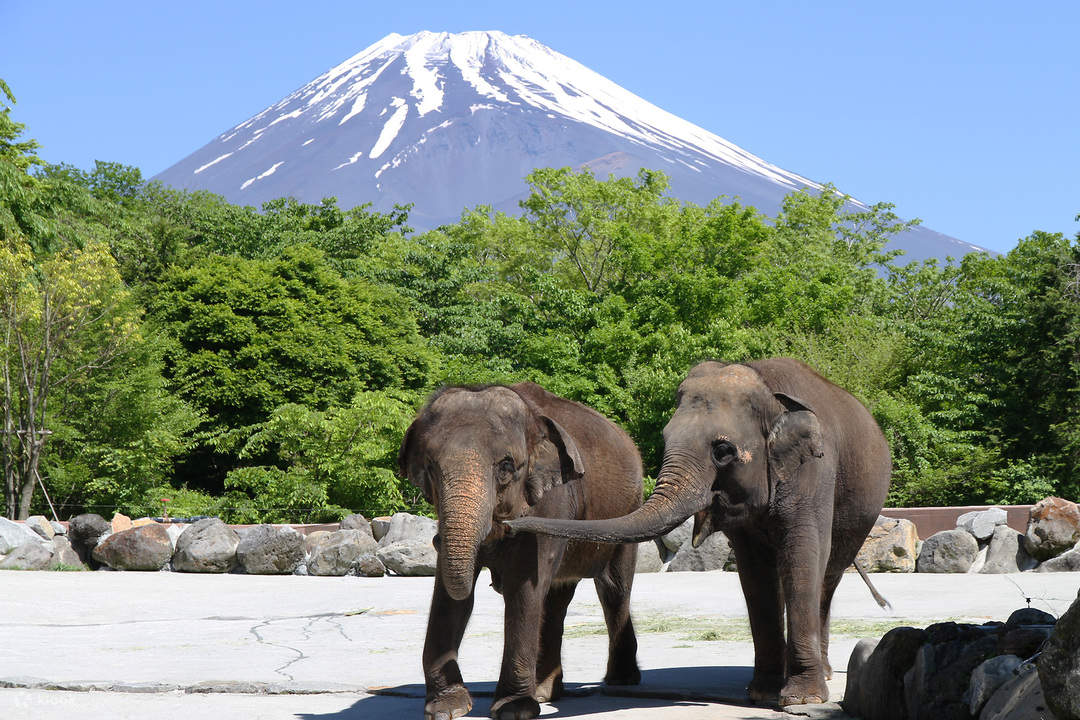[Mount Fuji Day Trip] Fuji Safari Park & Lake Yamanaka Mount Fuji ...
